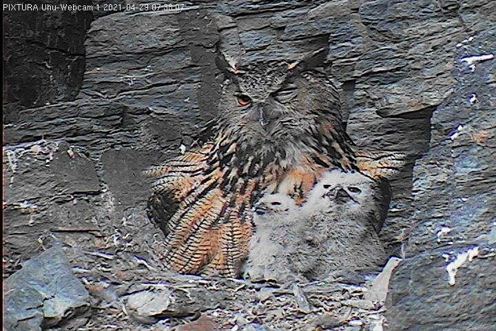 Uhu Webcam Live Heute : Uhu Nistkasten-Webcam live anschauen – RILI